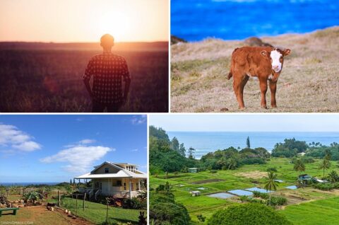 The Best Maui Farm Tours - Dining Maui